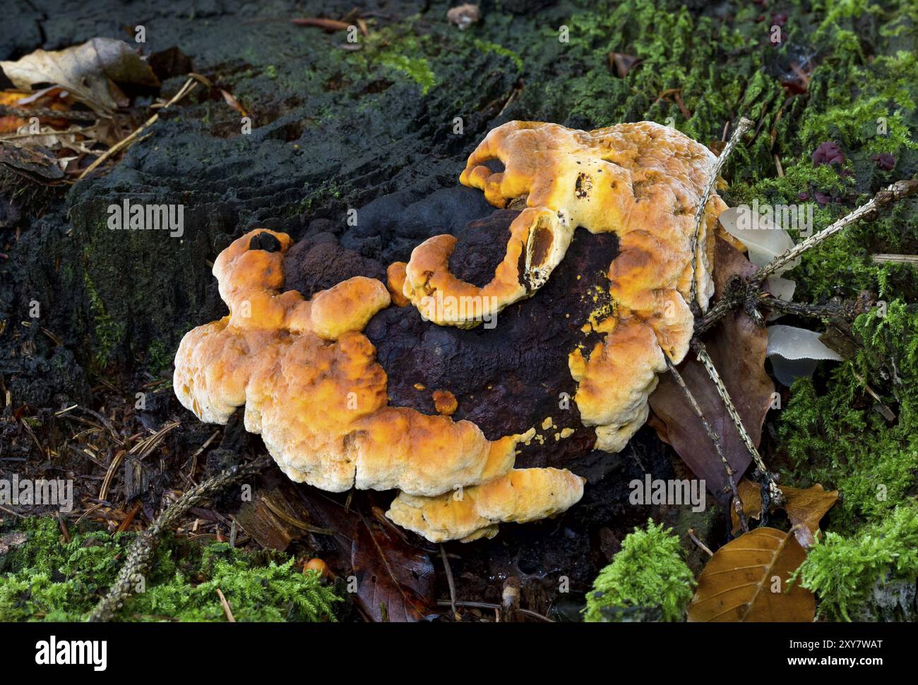 Baumpilz, Tree Mushroom Stock Photo - Alamy