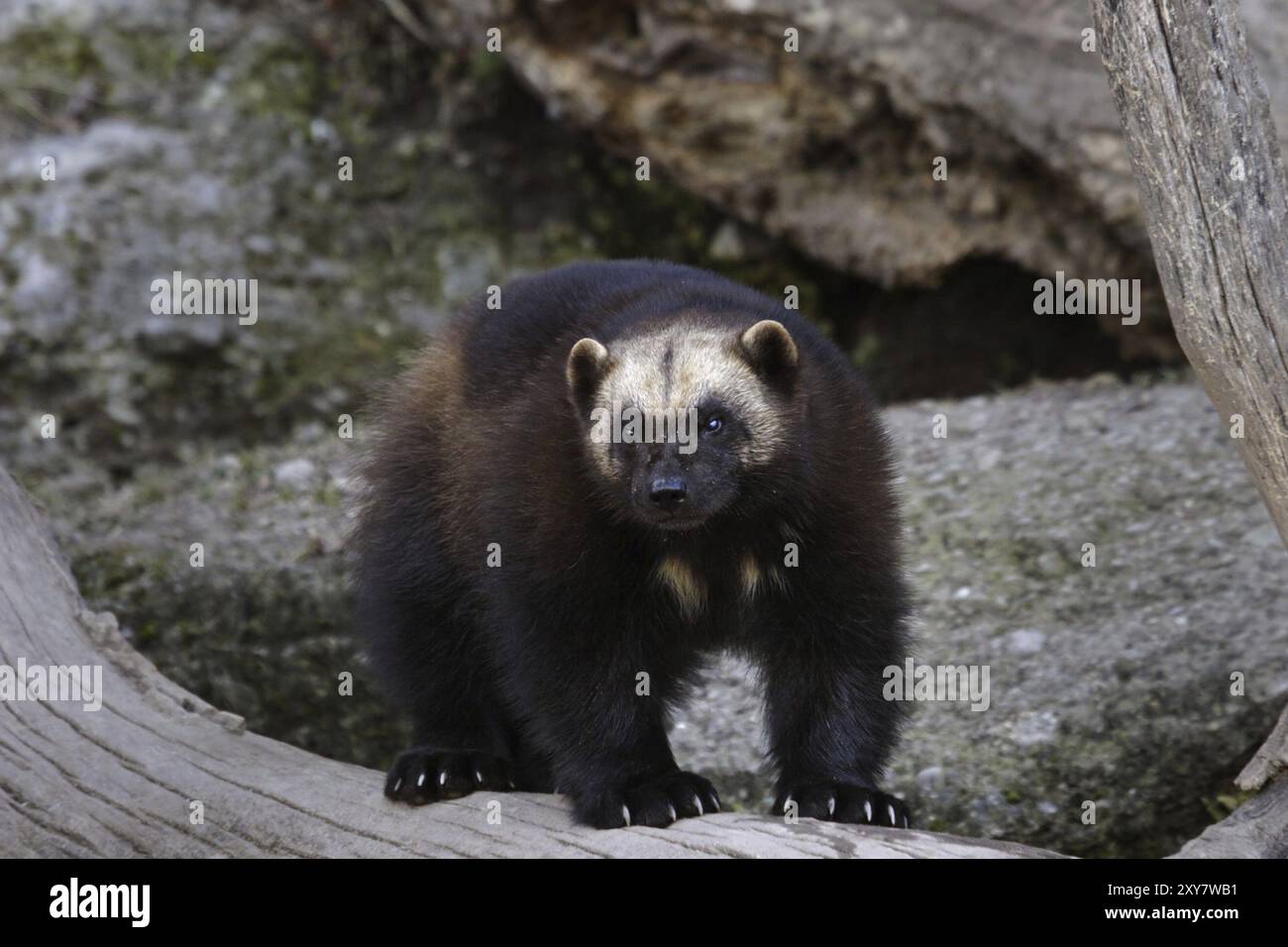 Wolverine animal with prey hi-res stock photography and images - Alamy