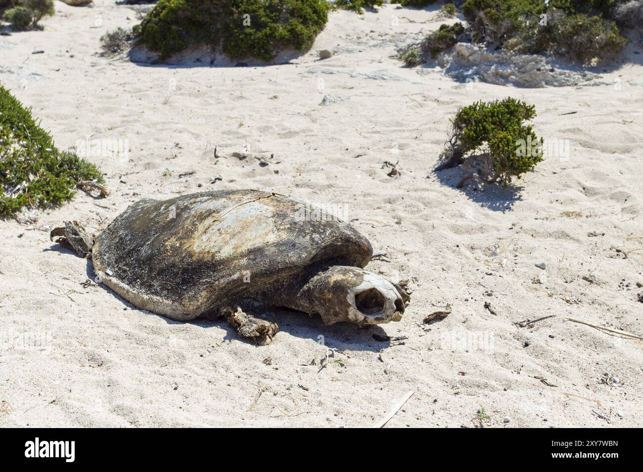 Dead turtle hi-res stock photography and images - Alamy