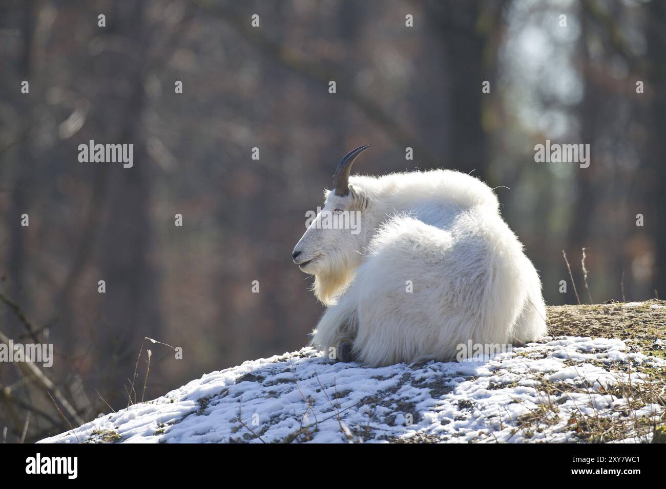 Snow goat, Oreamnos americanus, mountain goat Stock Photo - Alamy
