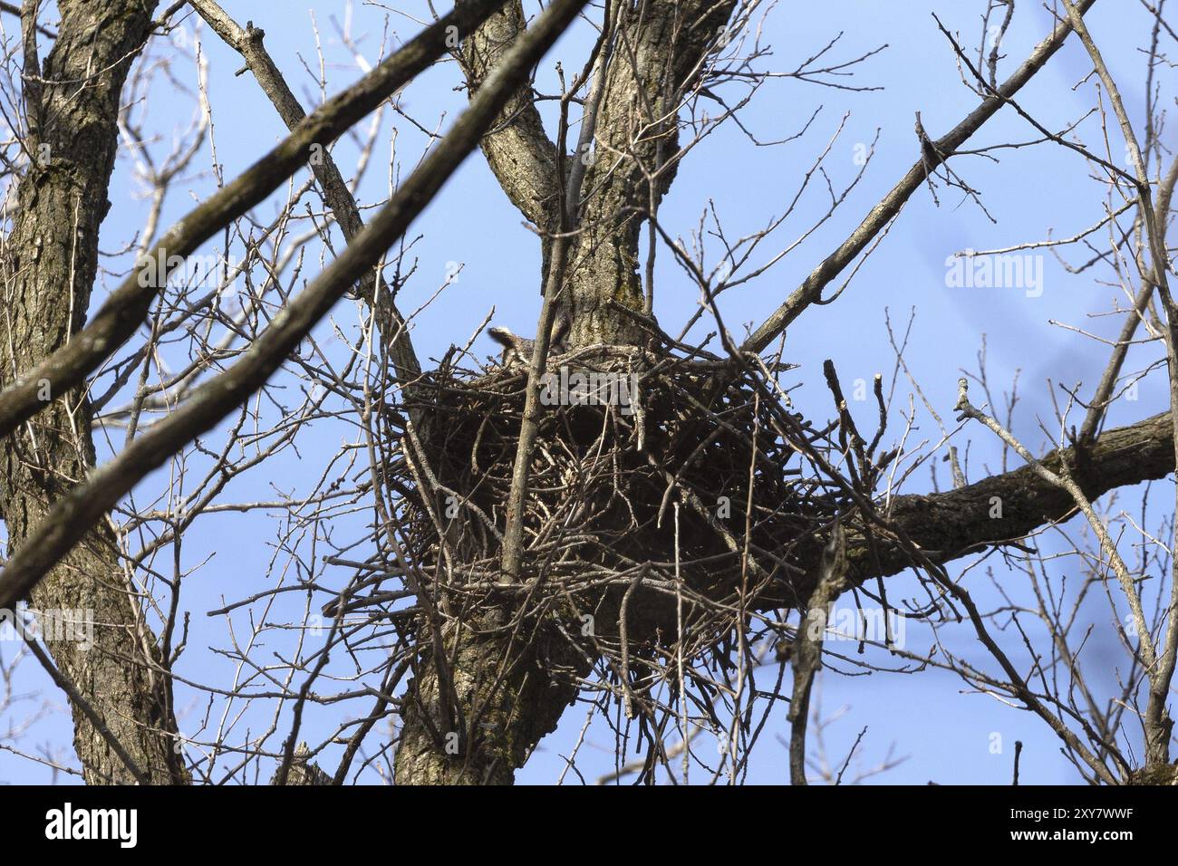 Natural scene from Wisconsin state park Stock Photo - Alamy