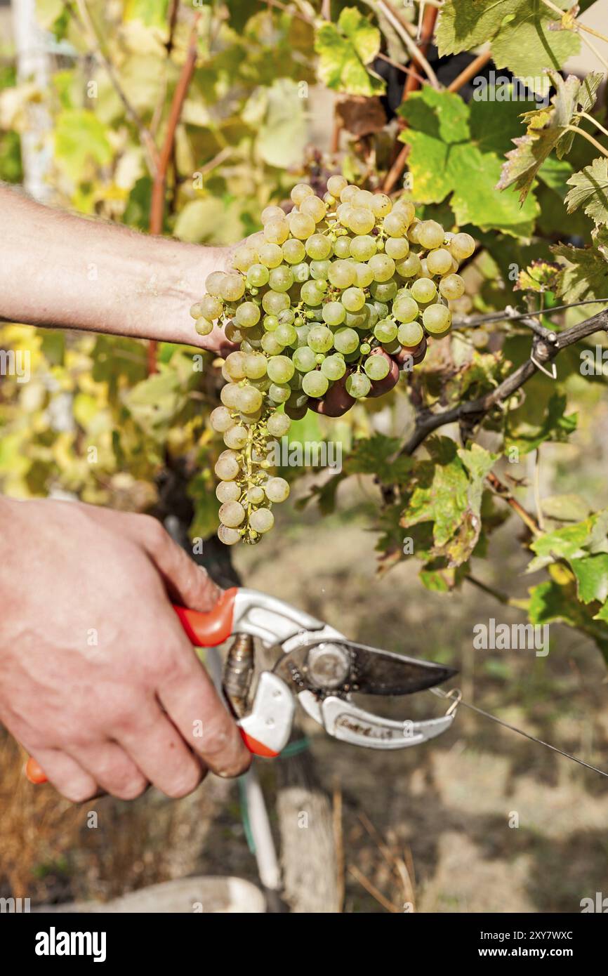 Grape harvester holding a bunch of grapes and scissors in front of a vineyard Stock Photo - Alamy