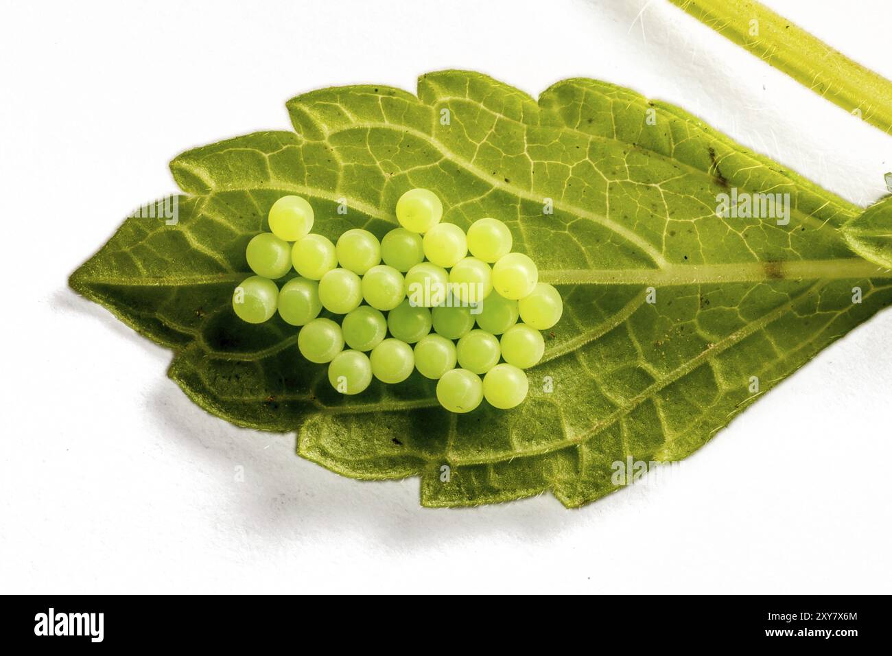 Moth egg on leaf hi-res stock photography and images - Alamy