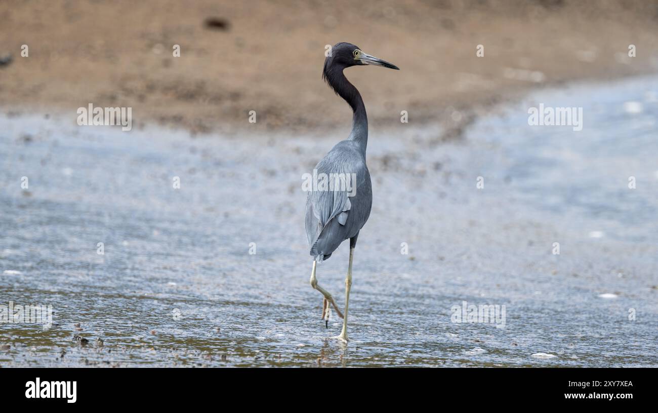 Little blue heron (Egretta caerulea), walking on the beach, Corcovado ...
