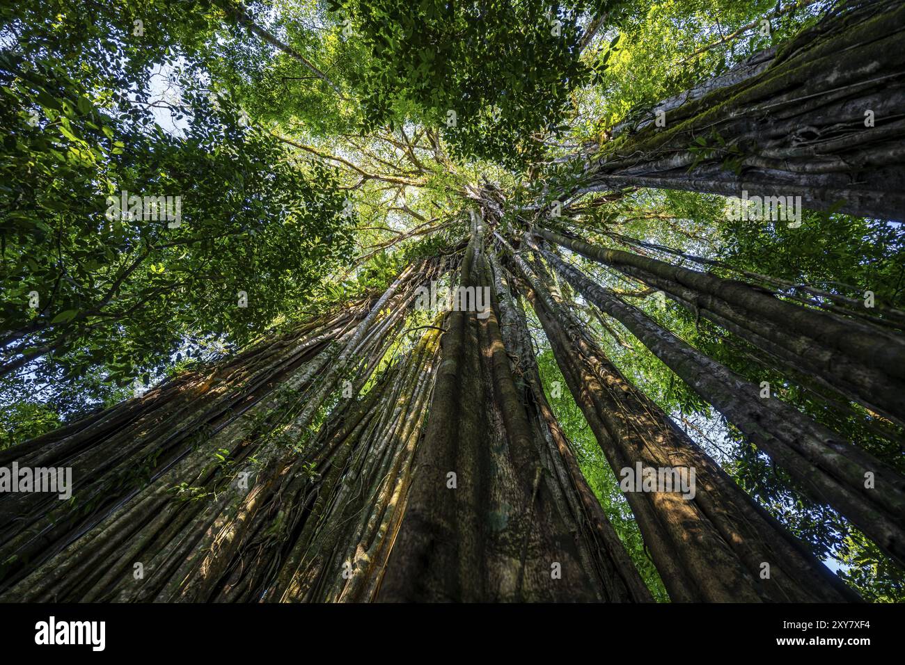 Hanging roots of a giant strangler fig (Ficus americana), looking ...