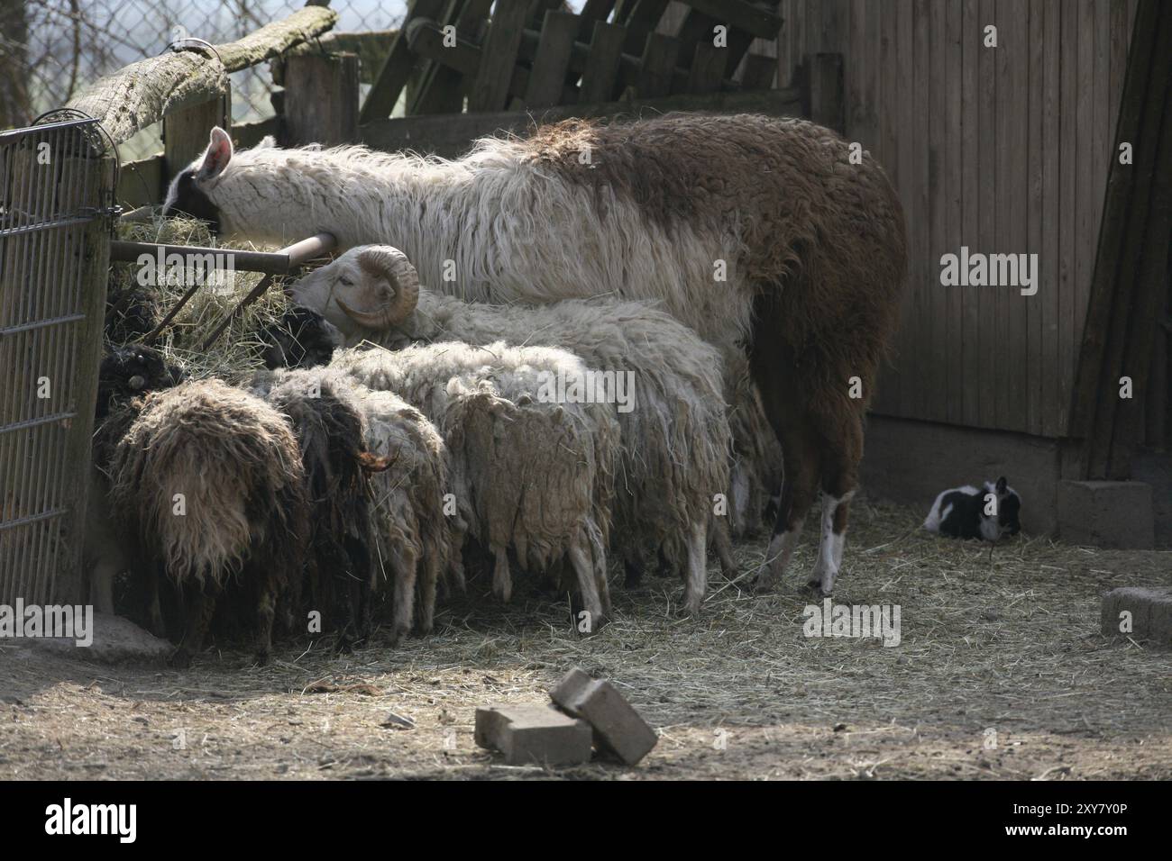 Skudden and llama at the feeding trough Stock Photo - Alamy