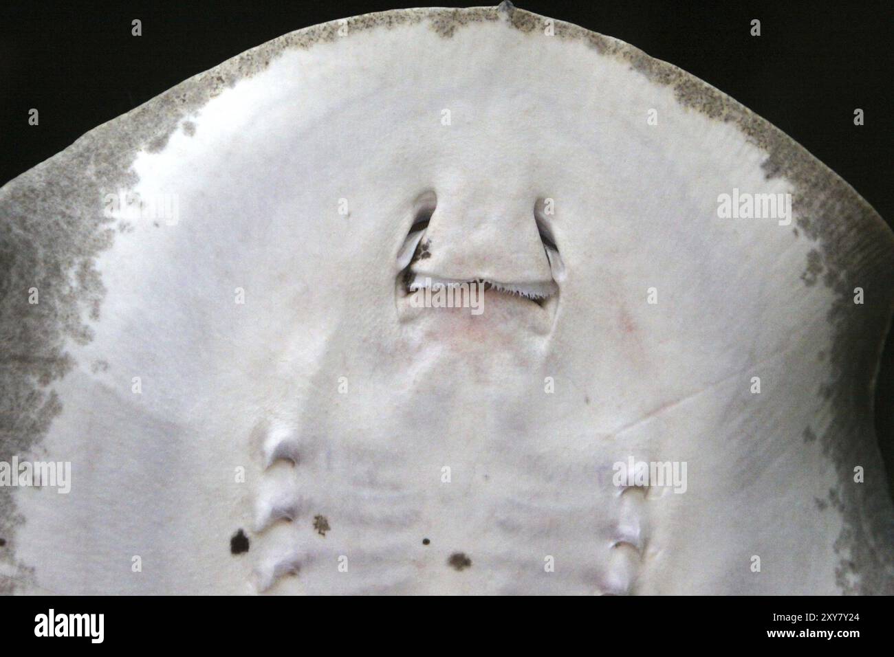 Freshwater rays from below Stock Photo - Alamy