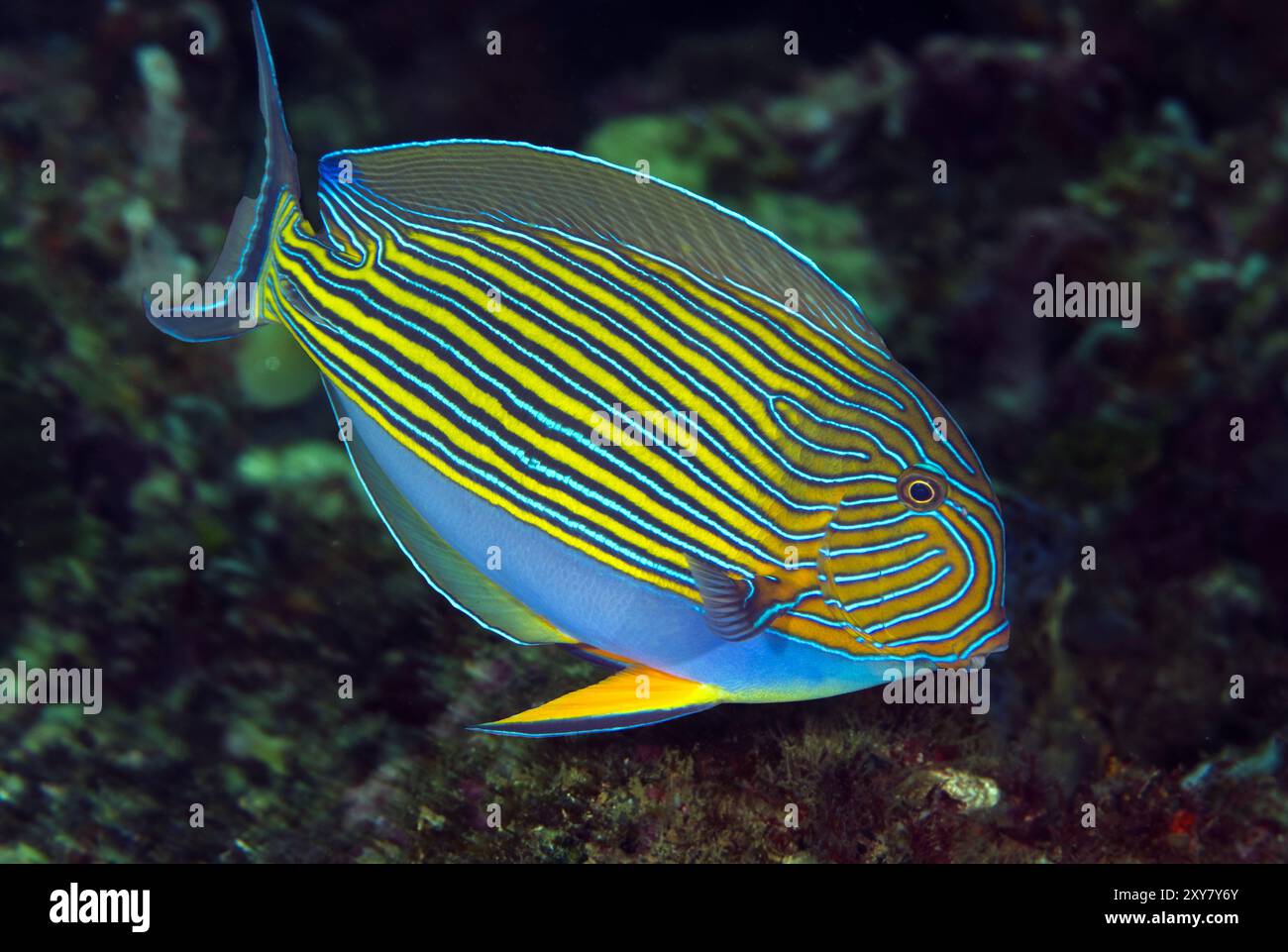 Stripes surgeonfish, Acanthurus lineatus, Raja Ampat Indonesia Stock ...