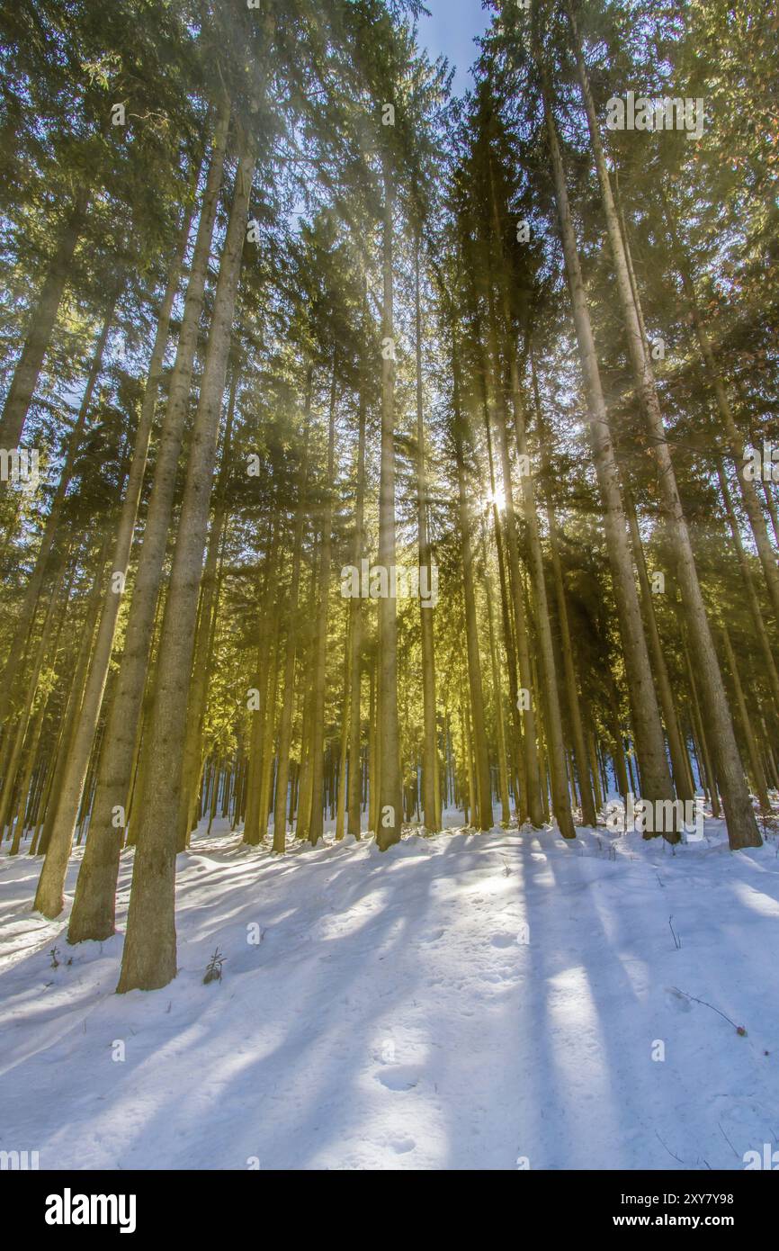 Sun rising over foggy forest hi-res stock photography and images - Alamy