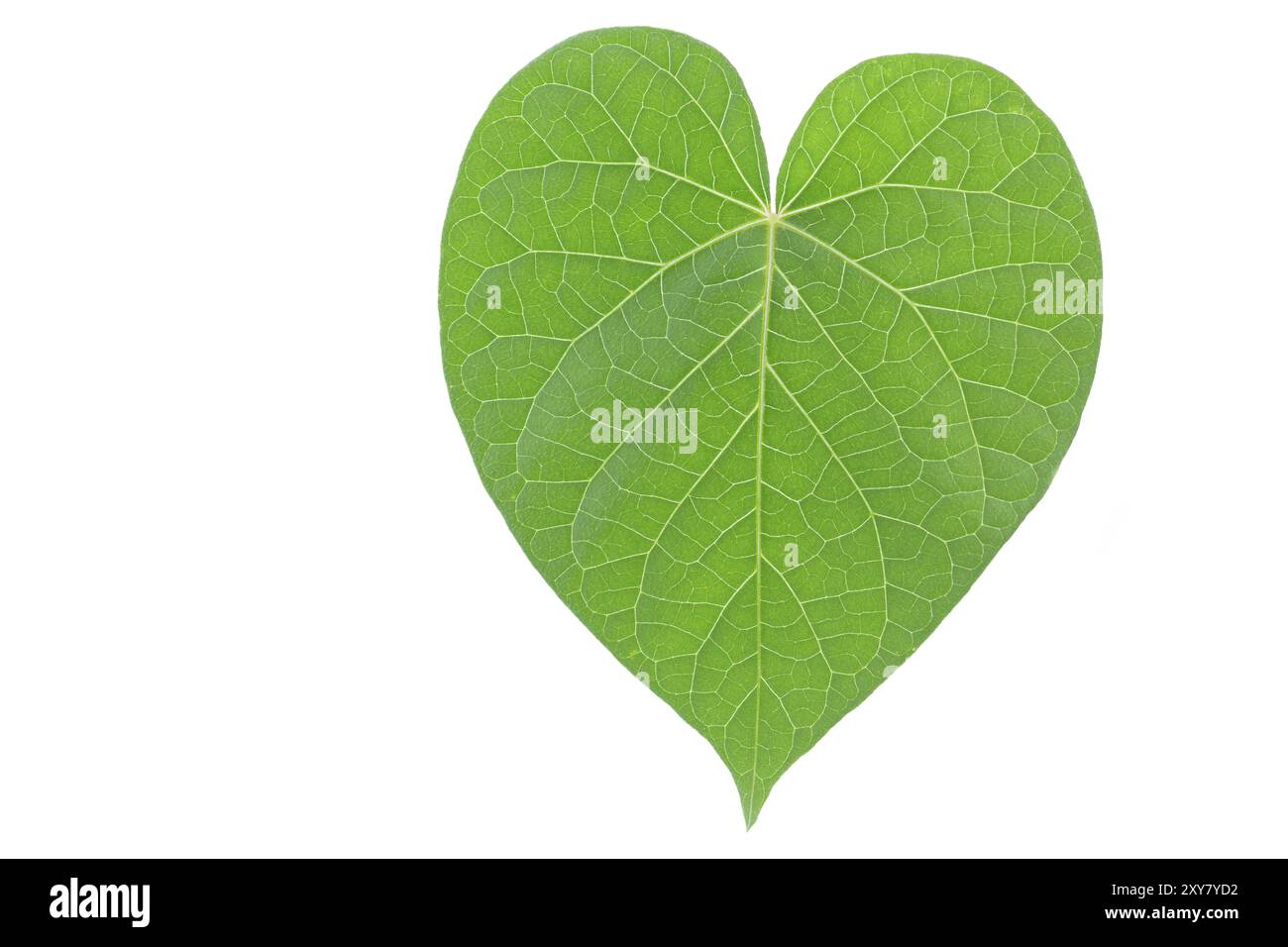 Leaf shaped structure Cut Out Stock Images & Pictures - Alamy
