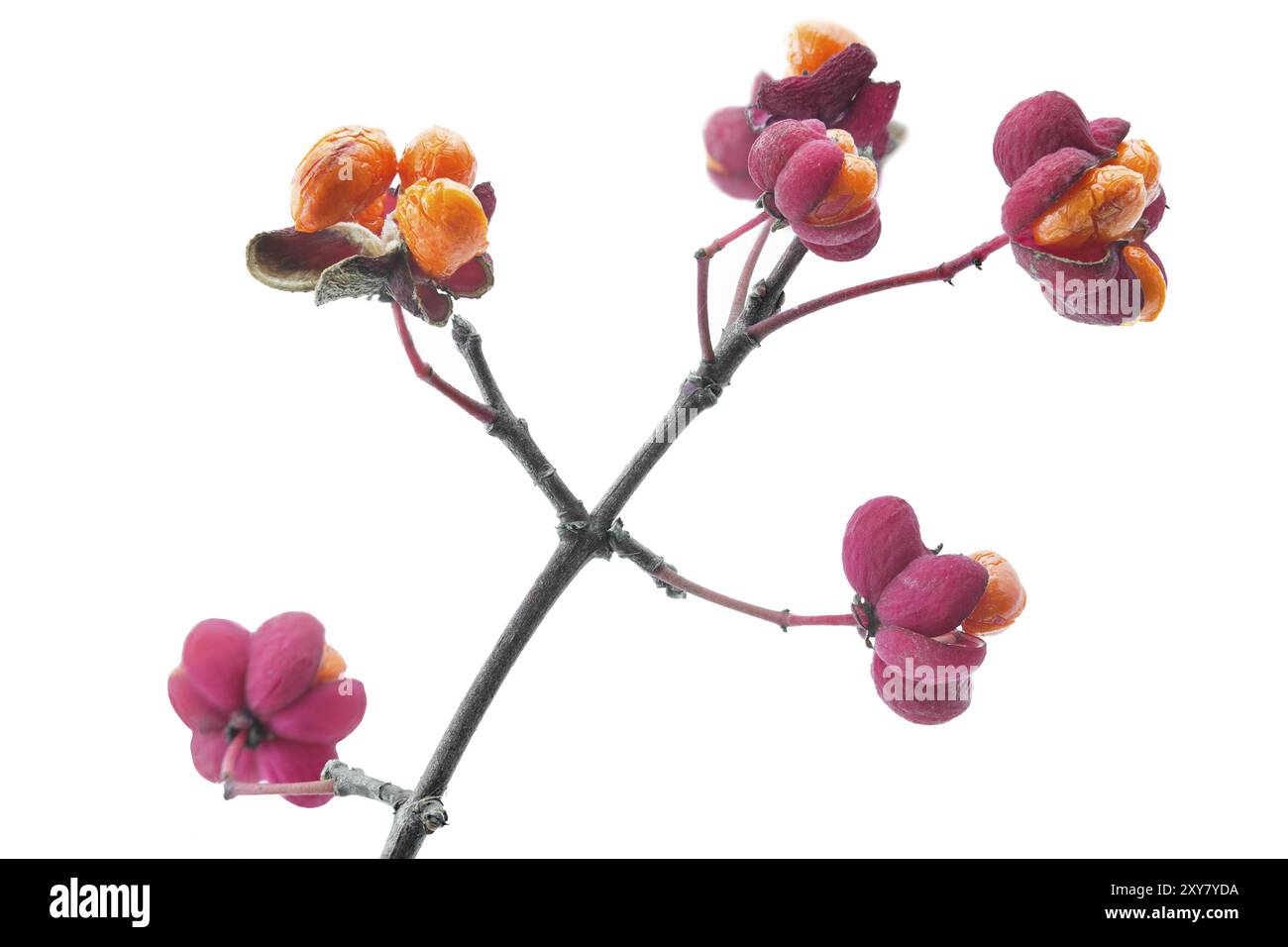 Spindle euonymus Cut Out Stock Images & Pictures - Alamy