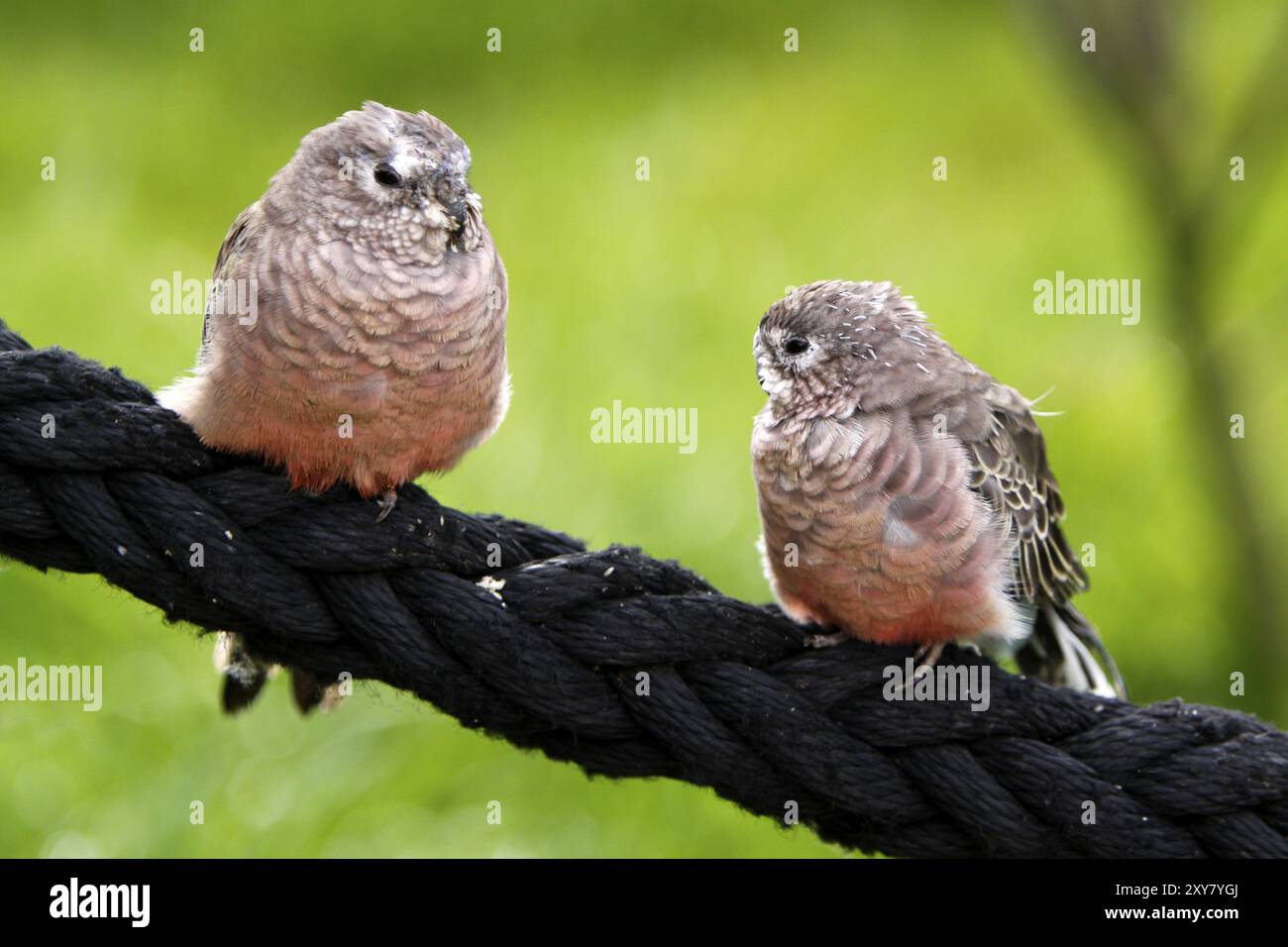 Bourke's parakeet hi-res stock photography and images - Alamy