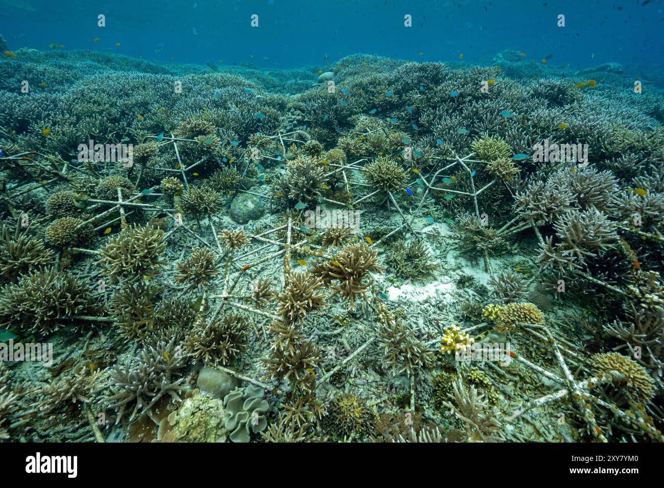 Coral reef restoration project hi-res stock photography and images - Alamy