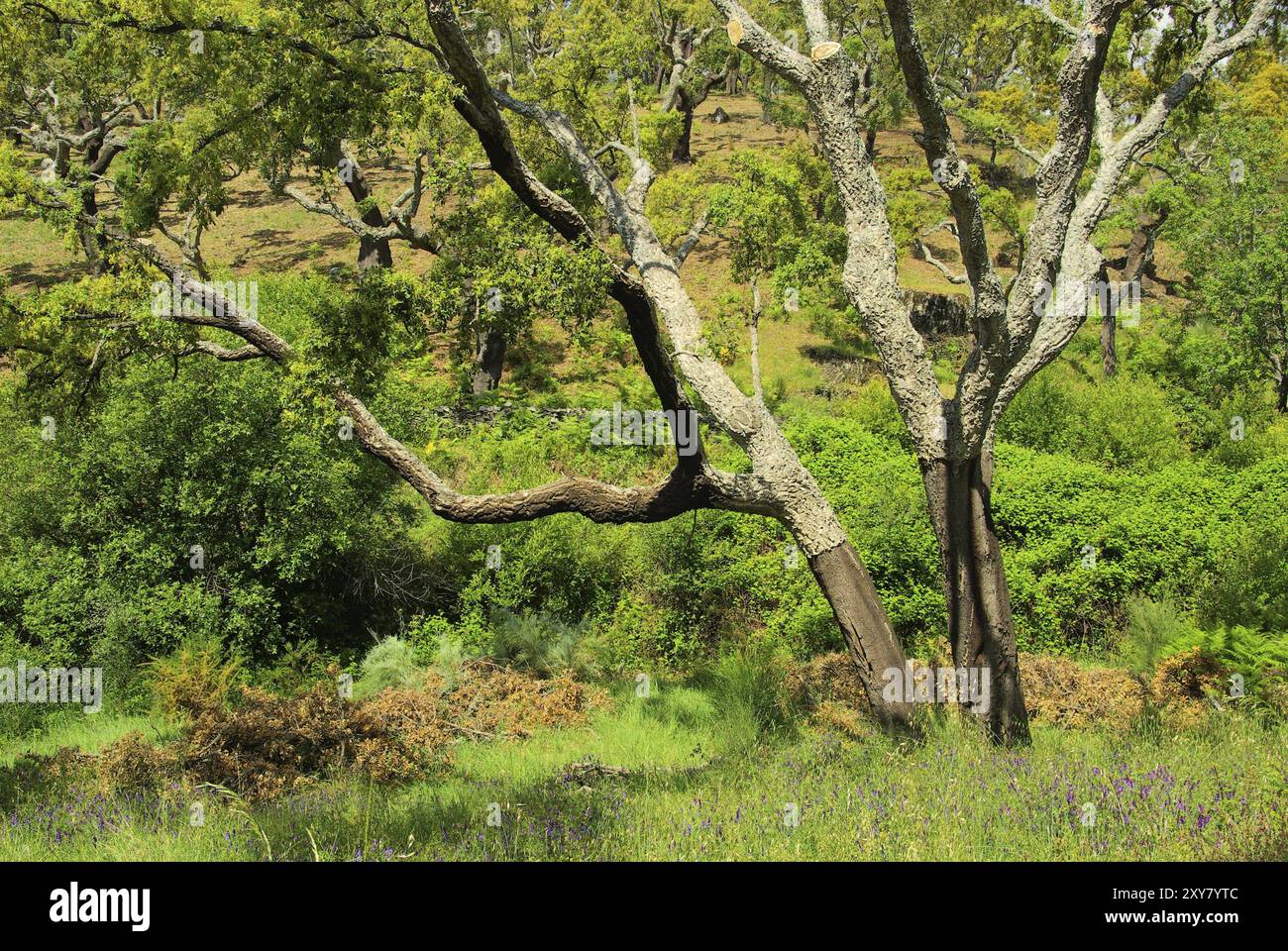 Detail cork oak trunk quercus suber hi-res stock photography and images ...