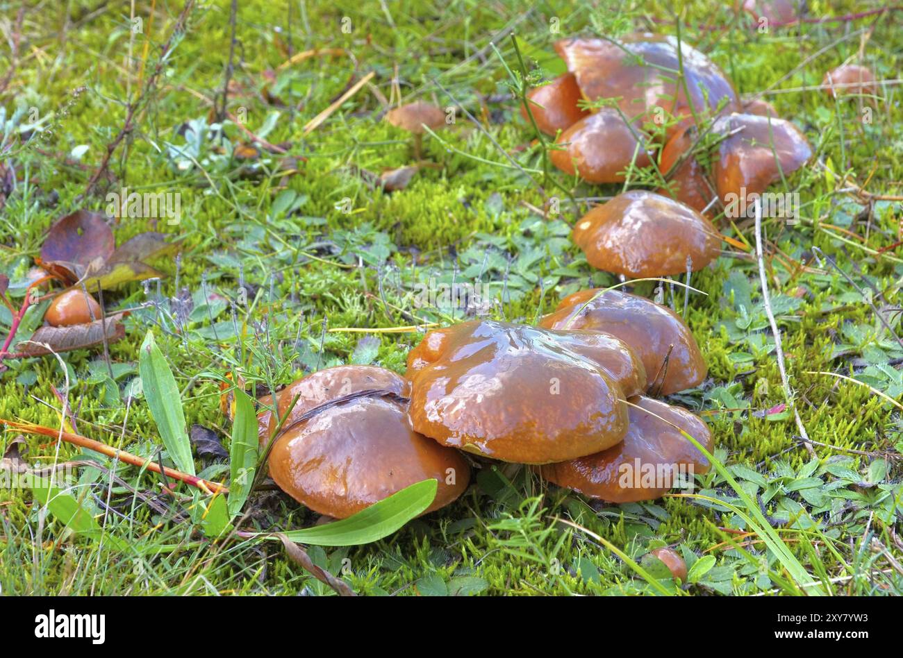 Butter Mushroom, Slippery Jack 01 Stock Photo - Alamy