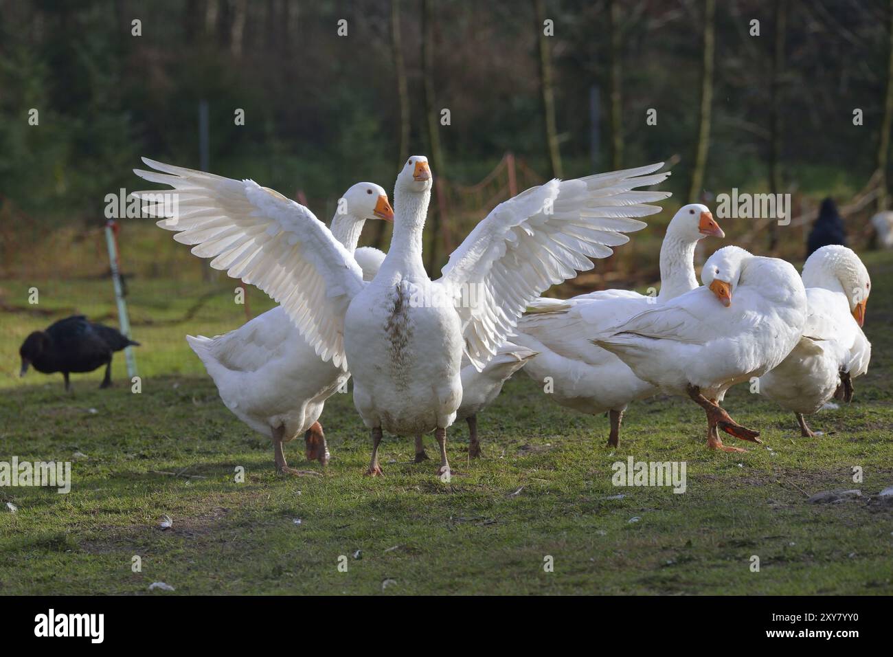 Emden geese hi-res stock photography and images - Alamy