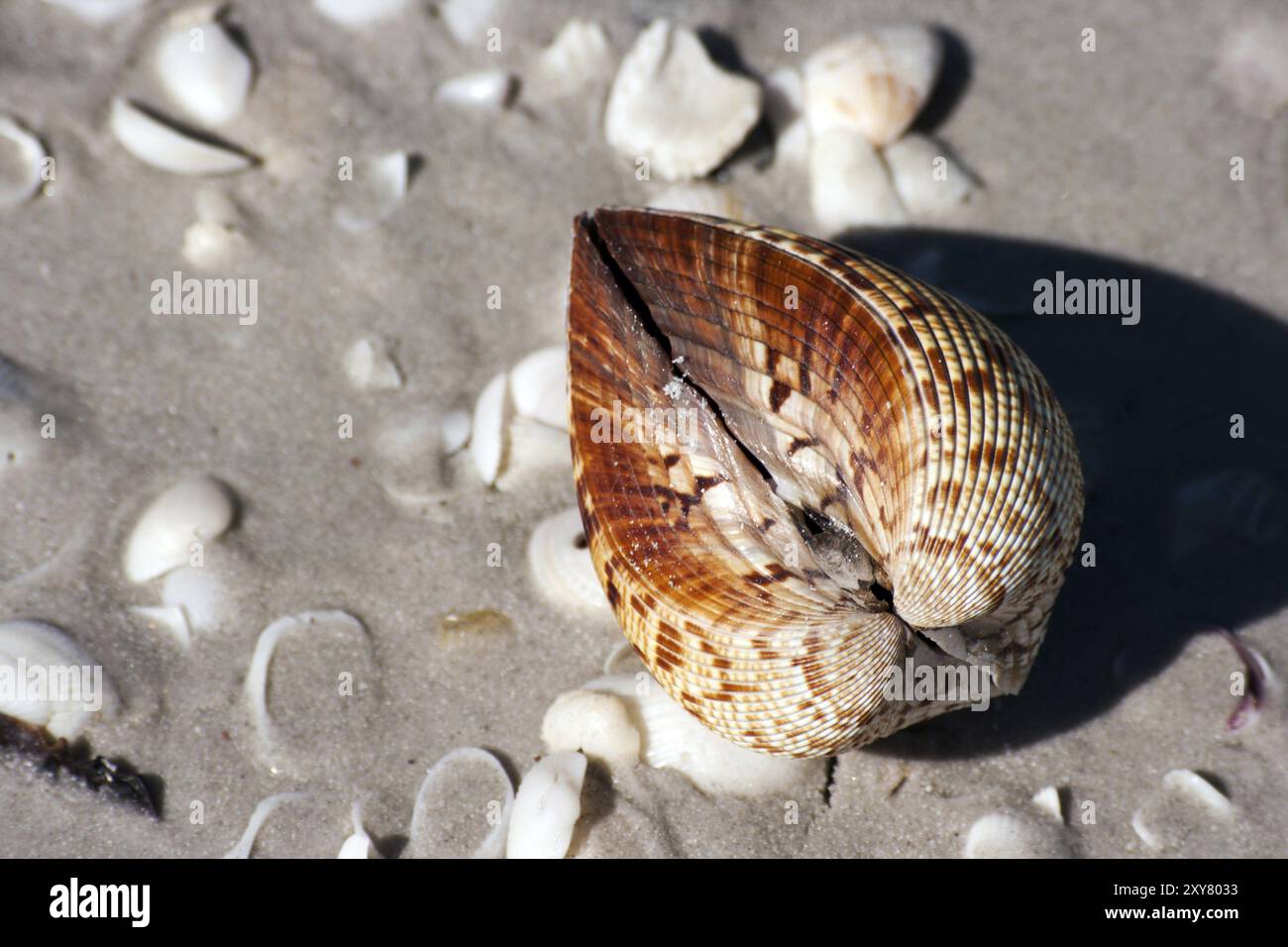 Giant Atlantic cockle (Dinocardium robustum Stock Photo - Alamy