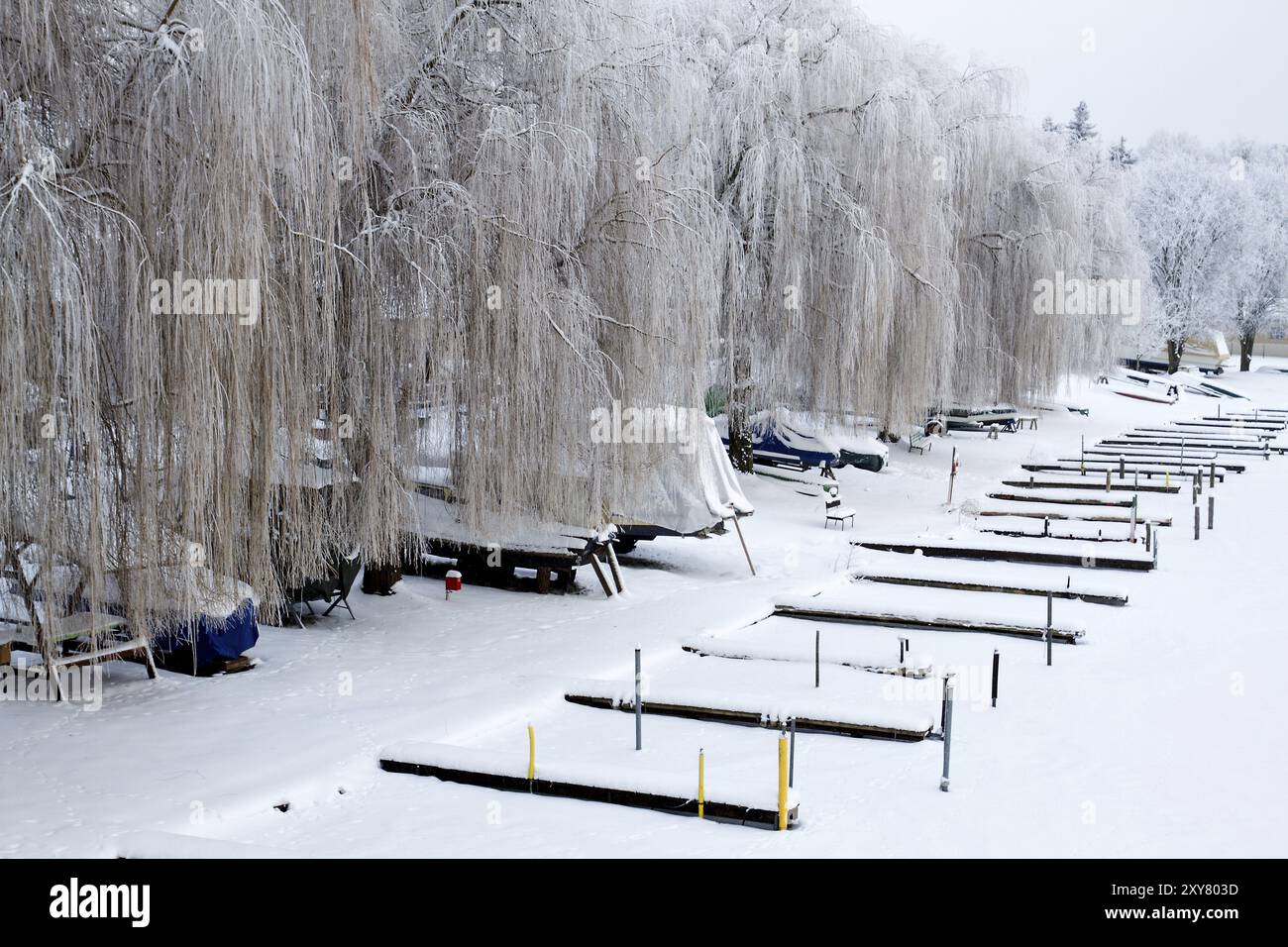 Weeping willow tree mist hi-res stock photography and images - Alamy