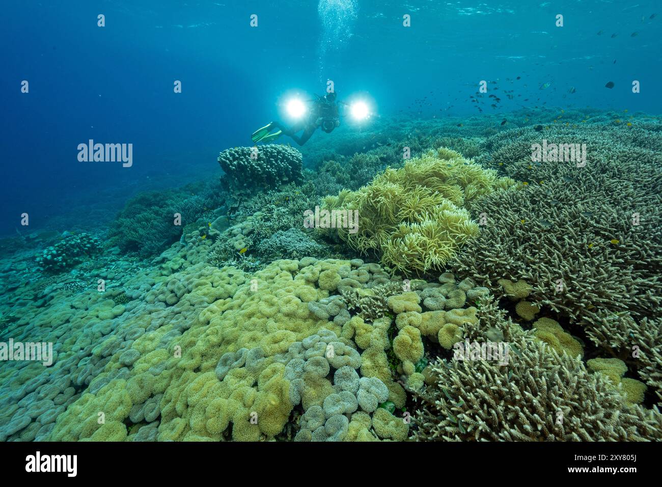 Tim Laman wildlife film maker, filming pristine corals in Raja Ampat ...
