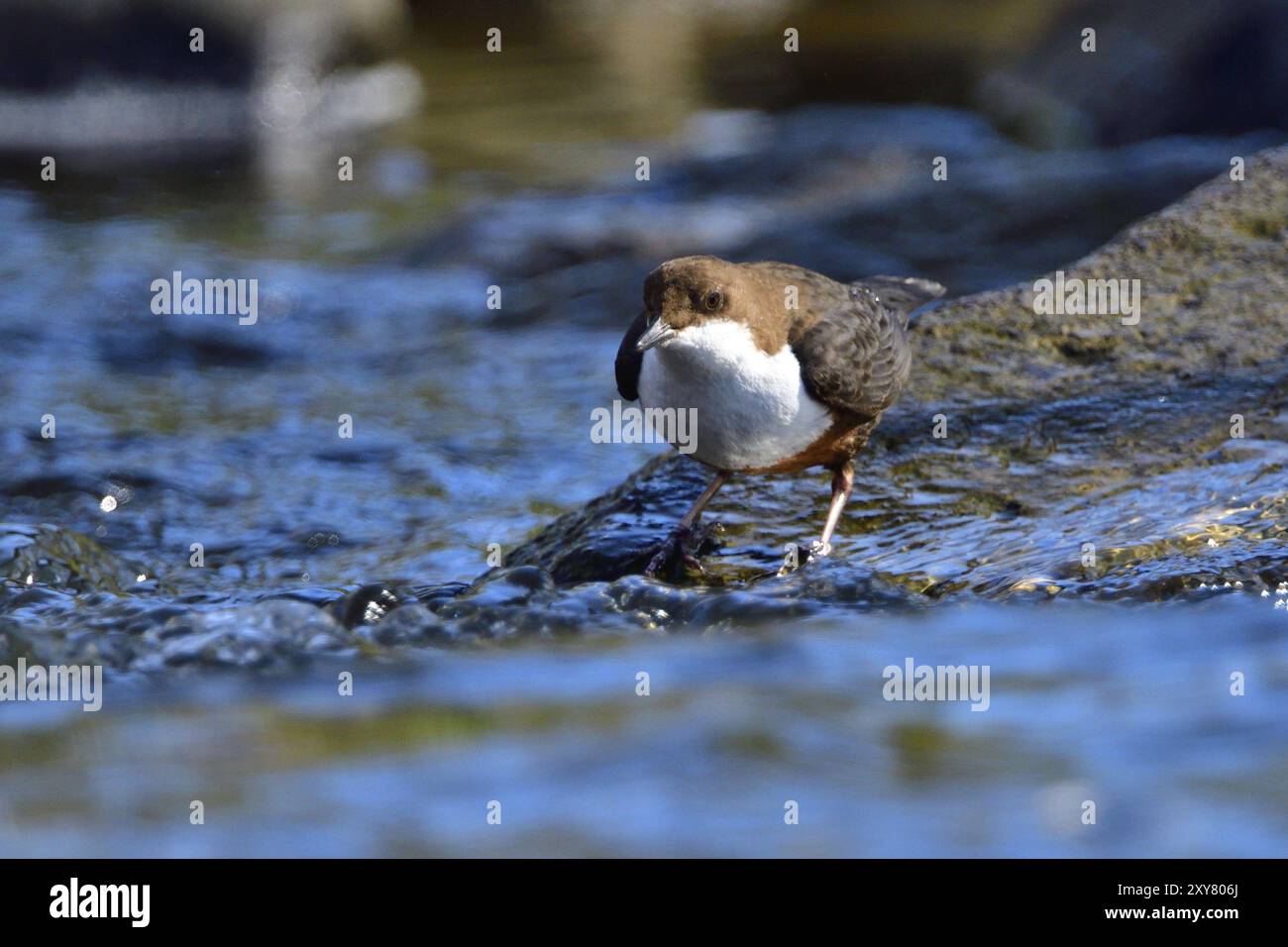 White-throated dipper in spring mating time. White-throated Dipper ...