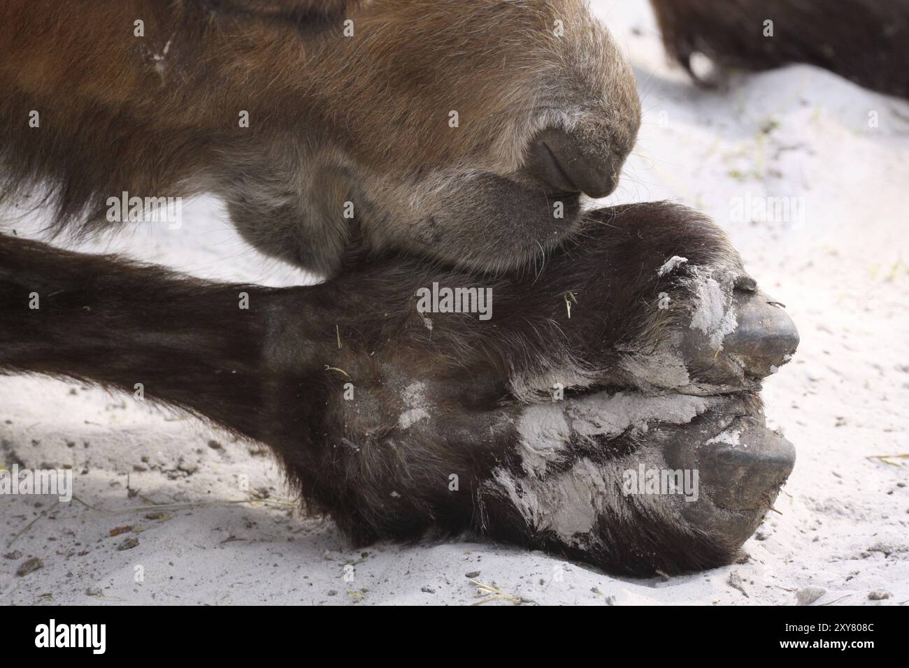 Camel foot hi-res stock photography and images - Alamy