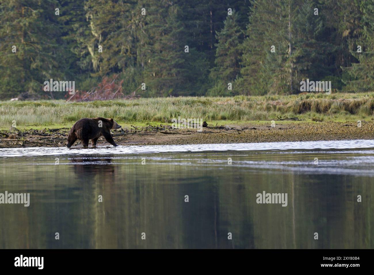 Grizzly bear in Knight Inlet in Canada Stock Photo - Alamy