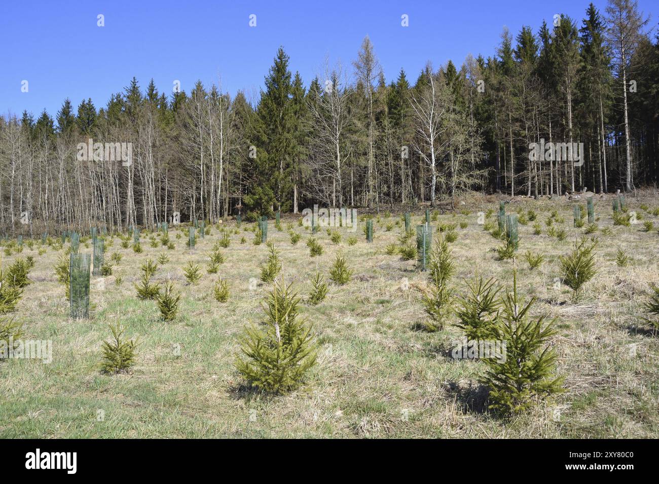 Monoculture afforestation hi-res stock photography and images - Alamy