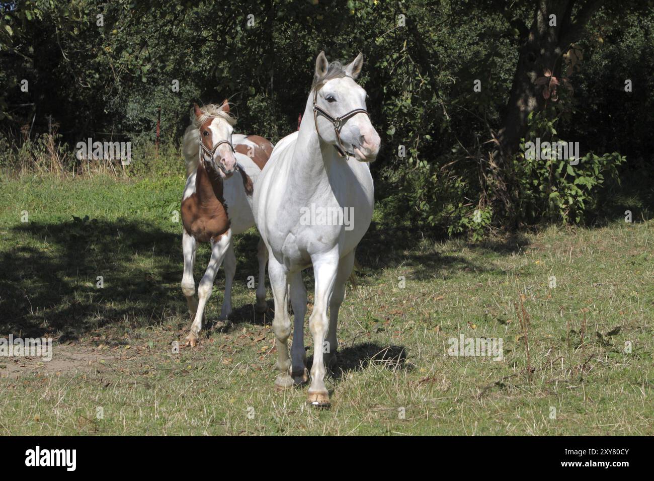Pinto and grey horse in a pasture Stock Photo - Alamy