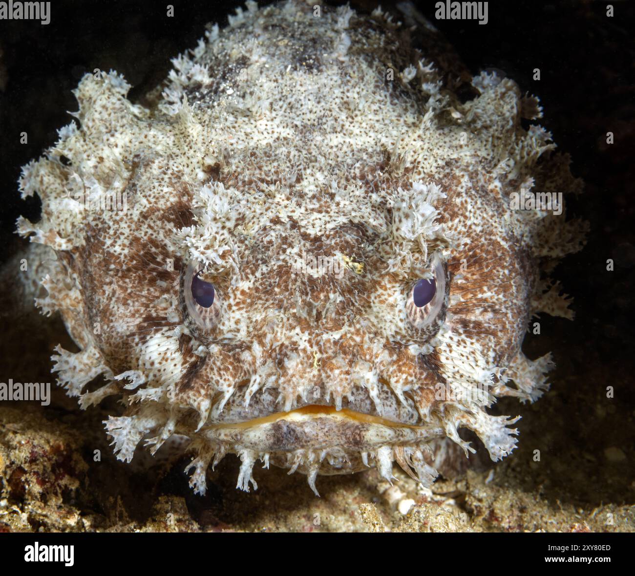 Banded Toadfish, Halophryne diemensis, Raja Ampat Indonesia Stock Photo ...
