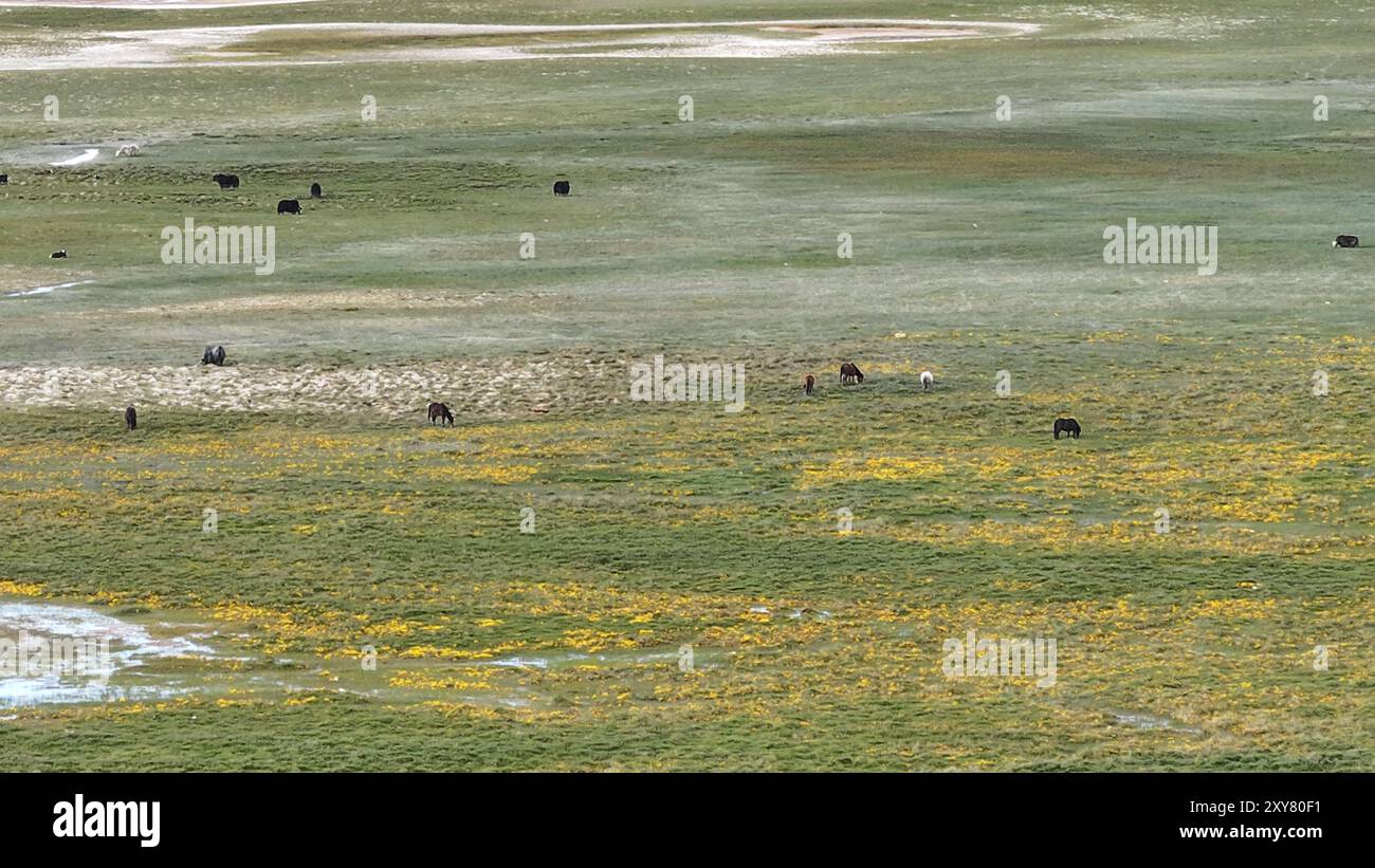 NGARI, CHINA - AUGUST 11, 2024 - The Changtang Grassland in the ...
