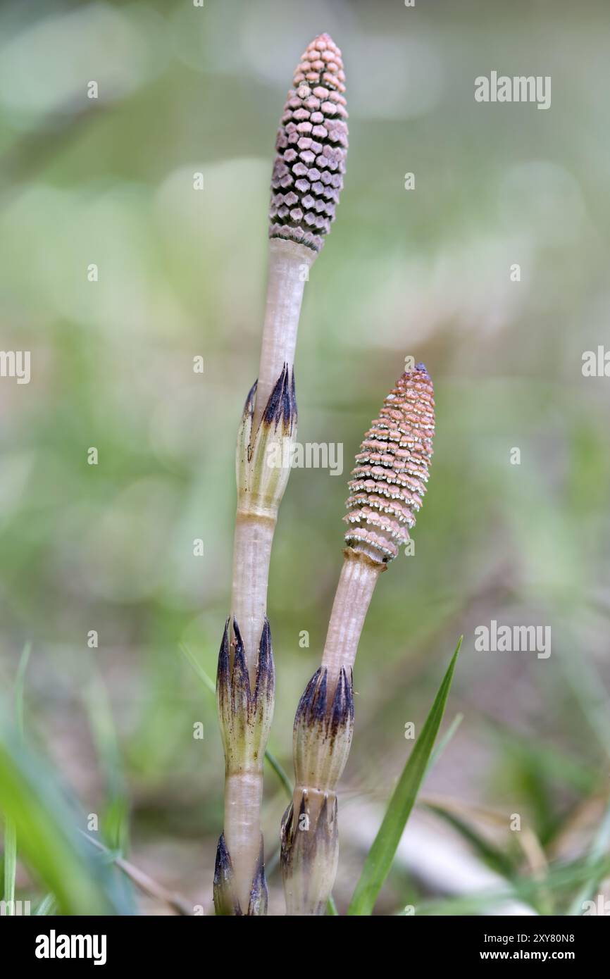Meadow horsetails hi-res stock photography and images - Alamy