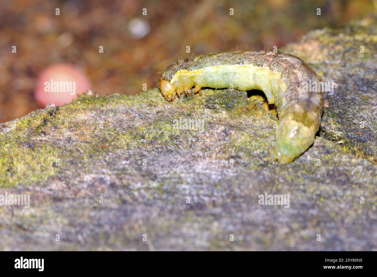 Caterpillar of the cabbage moth Stock Photo - Alamy