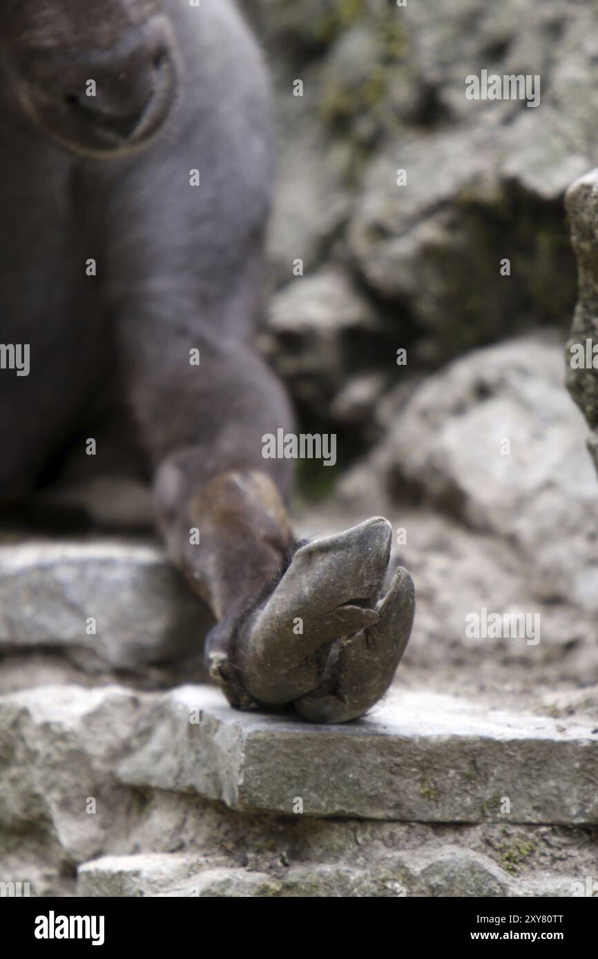 Alpine ibex foot hi-res stock photography and images - Alamy