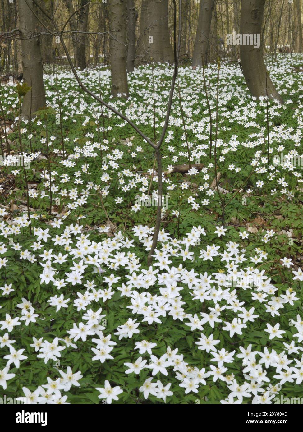 Spring in the forest Stock Photo - Alamy