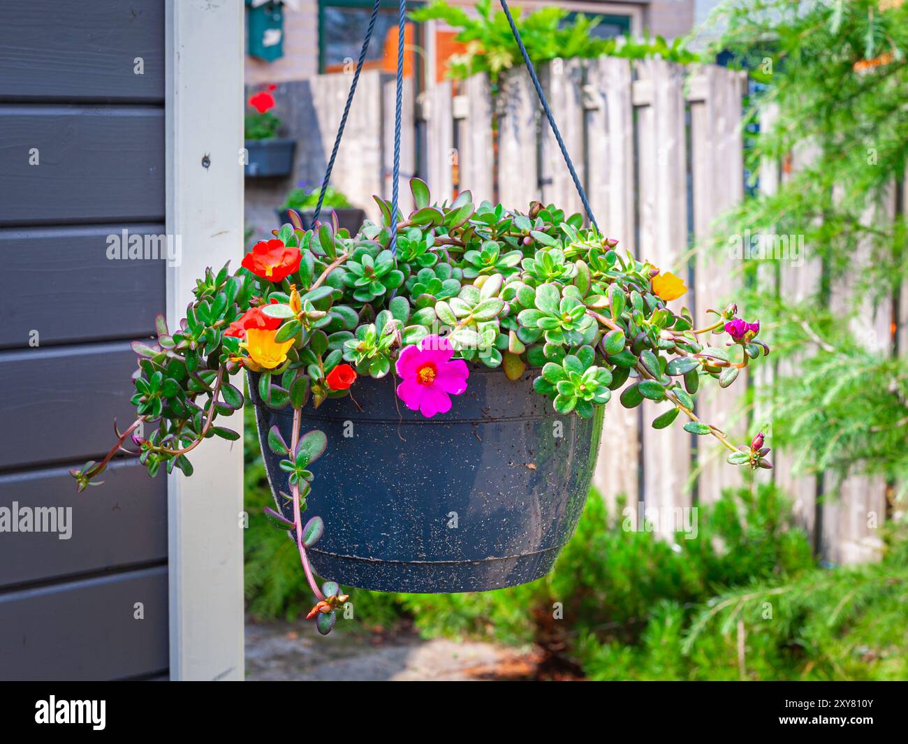 Beautiful flowering purslane (Portulaca oleracea) in different colors ...