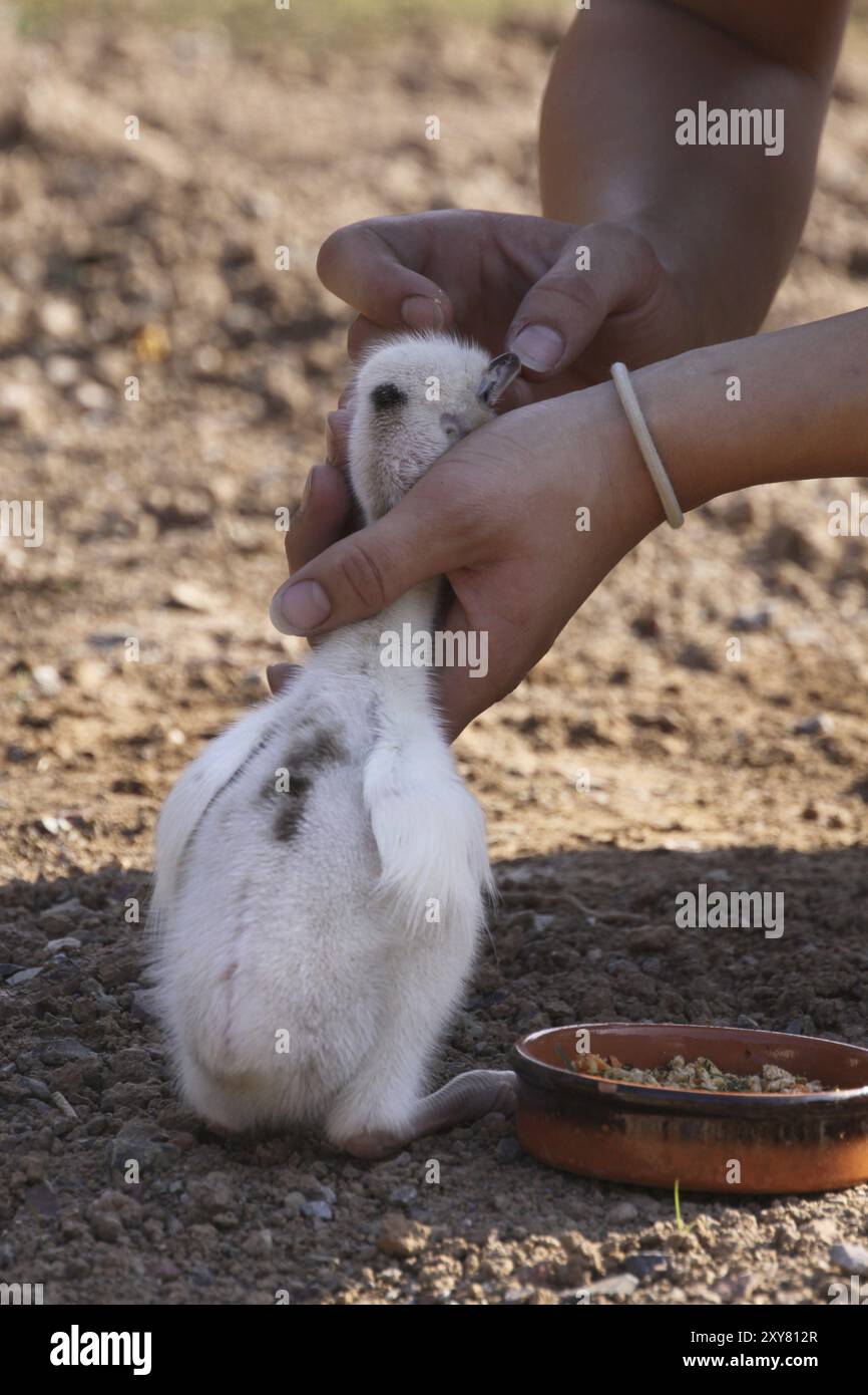 First feeding attempt with a Nandu chick Stock Photo - Alamy