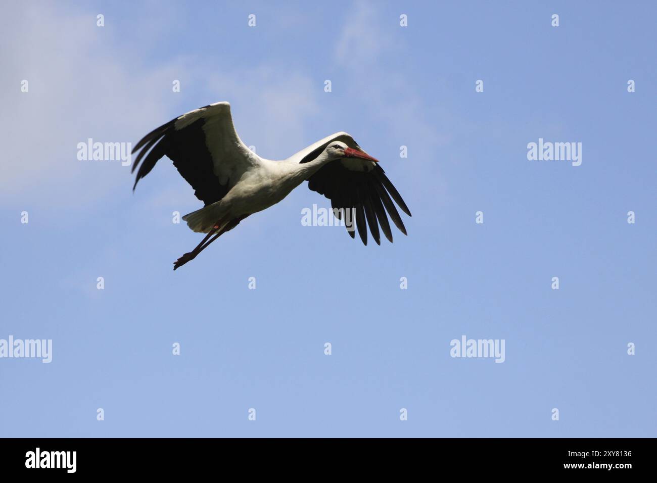 Flying white stork Stock Photo - Alamy