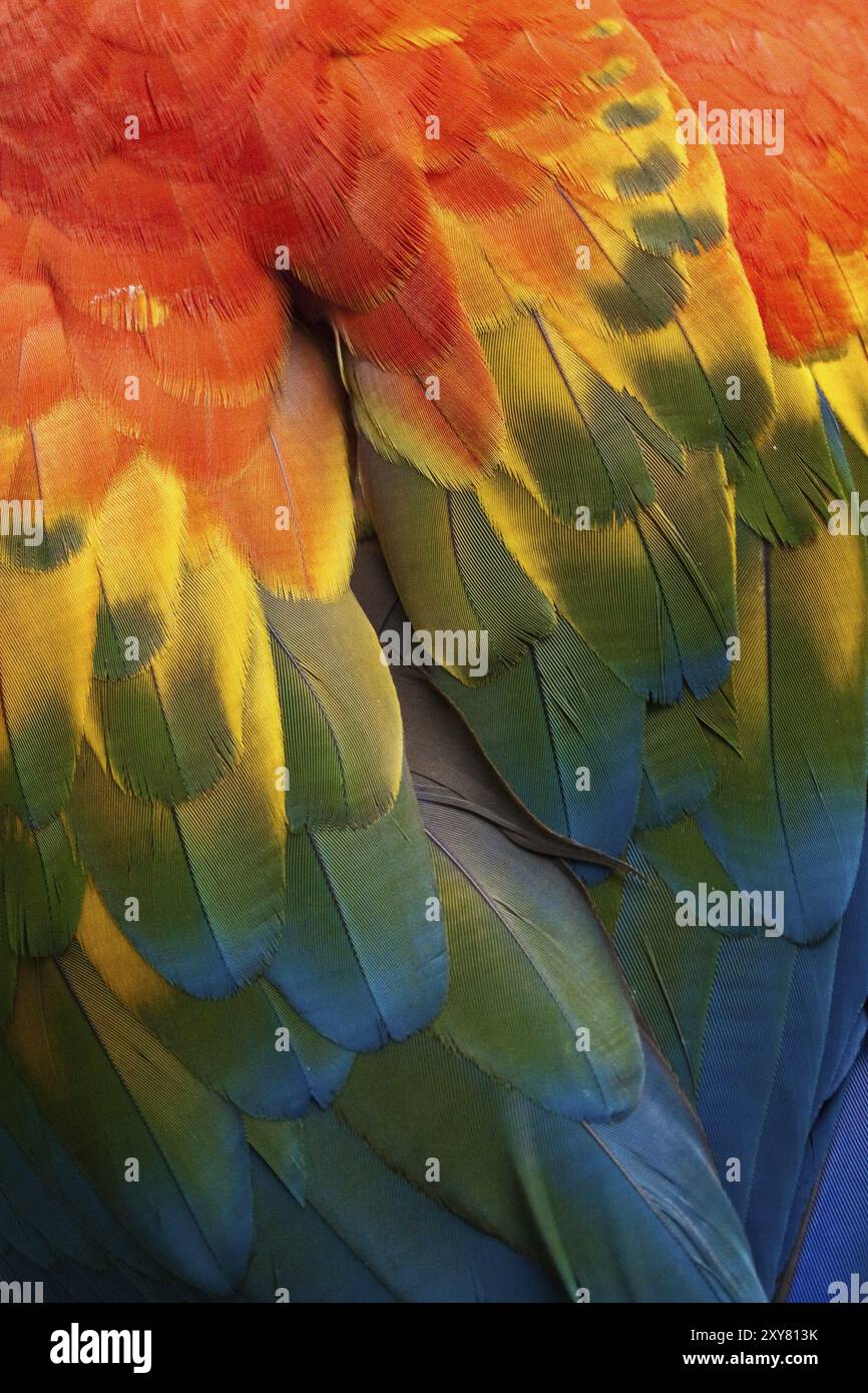 Red-and-green macaw (Ara chloroptera Stock Photo - Alamy