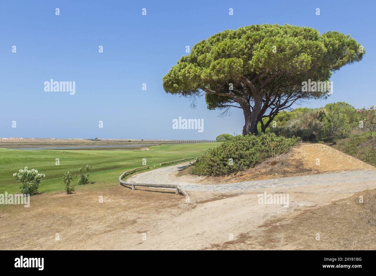 Portuguese landscape at coast with pine tree Stock Photo - Alamy