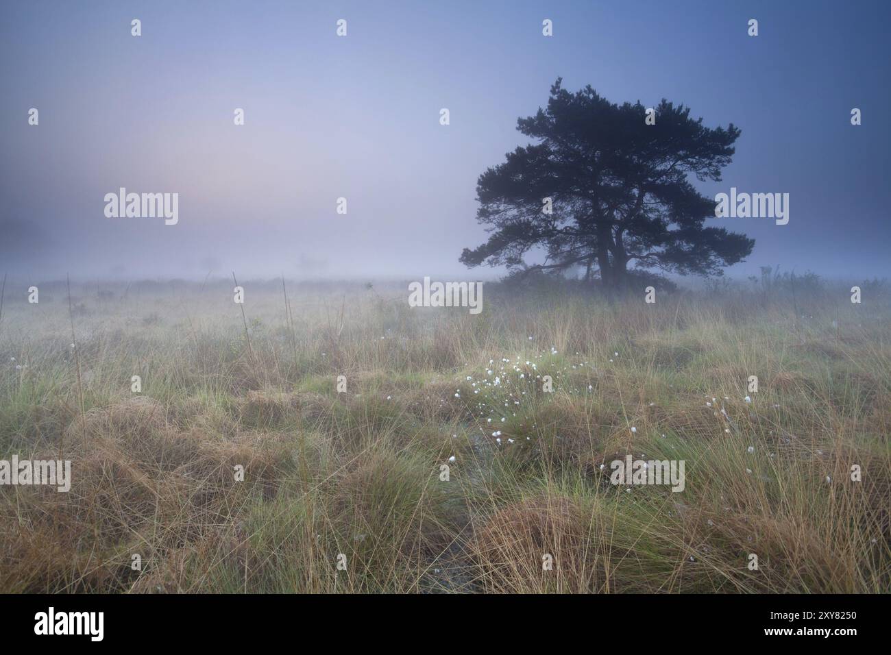 Pine tree on marsh at misty sunrise, Drenthe, Netherlands Stock Photo ...
