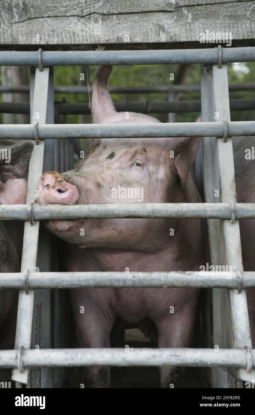 Domestic pigs in the quarantine barn Stock Photo - Alamy