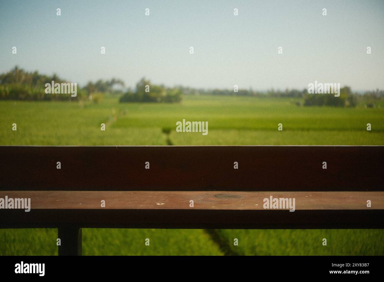 View of rice fields from the balcony terrace of a room in the ...