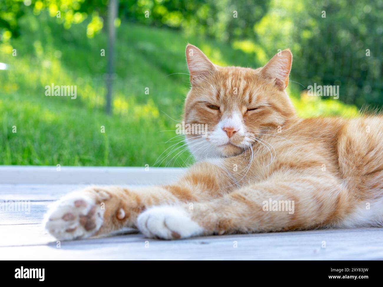 Ginger cat with white spots falls asleep in nature Stock Photo - Alamy