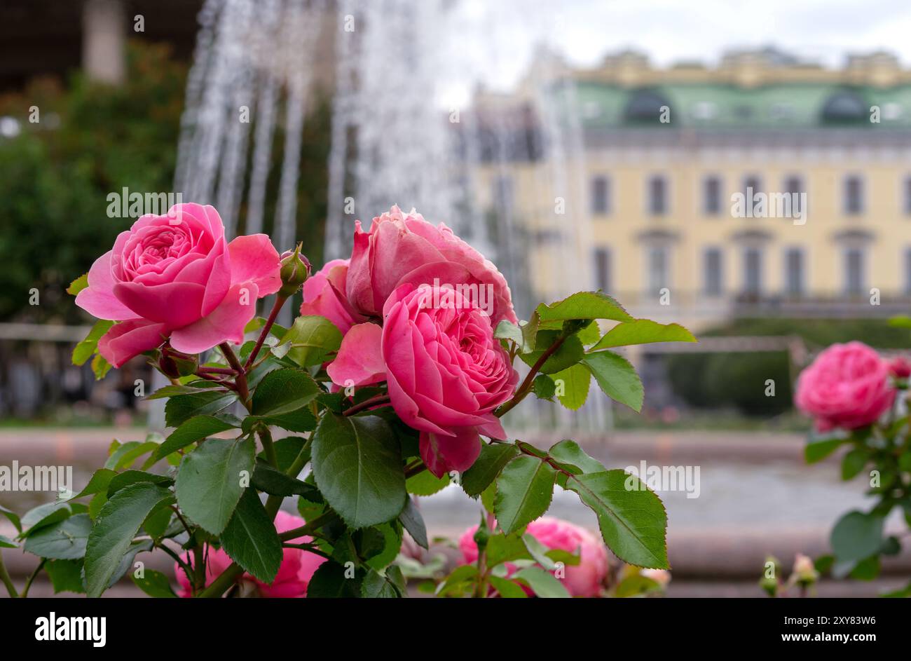 Pink roses bloom in the rose garden. Terry flowers of a bush English ...