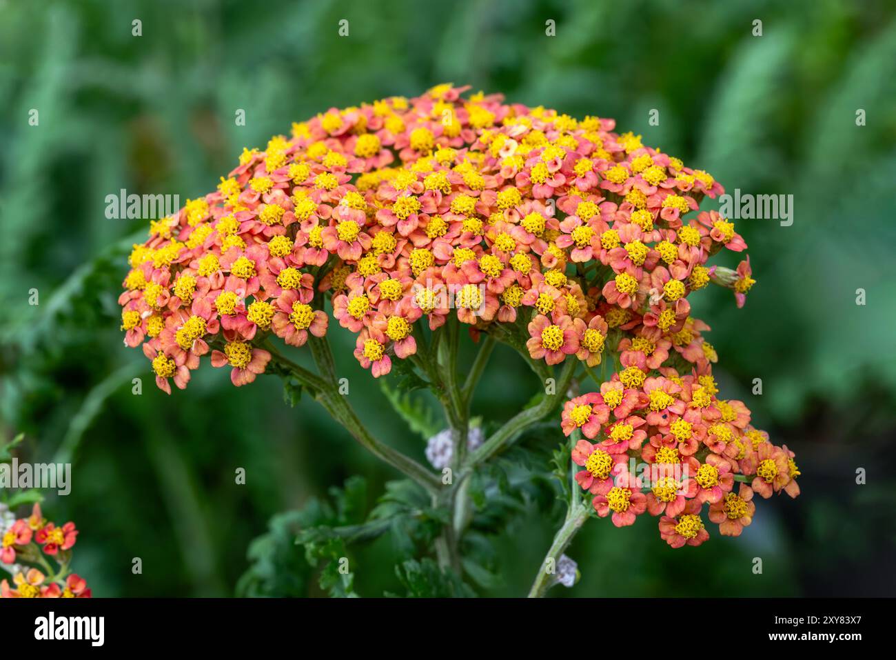 Achillea millefolium orange hi-res stock photography and images - Alamy