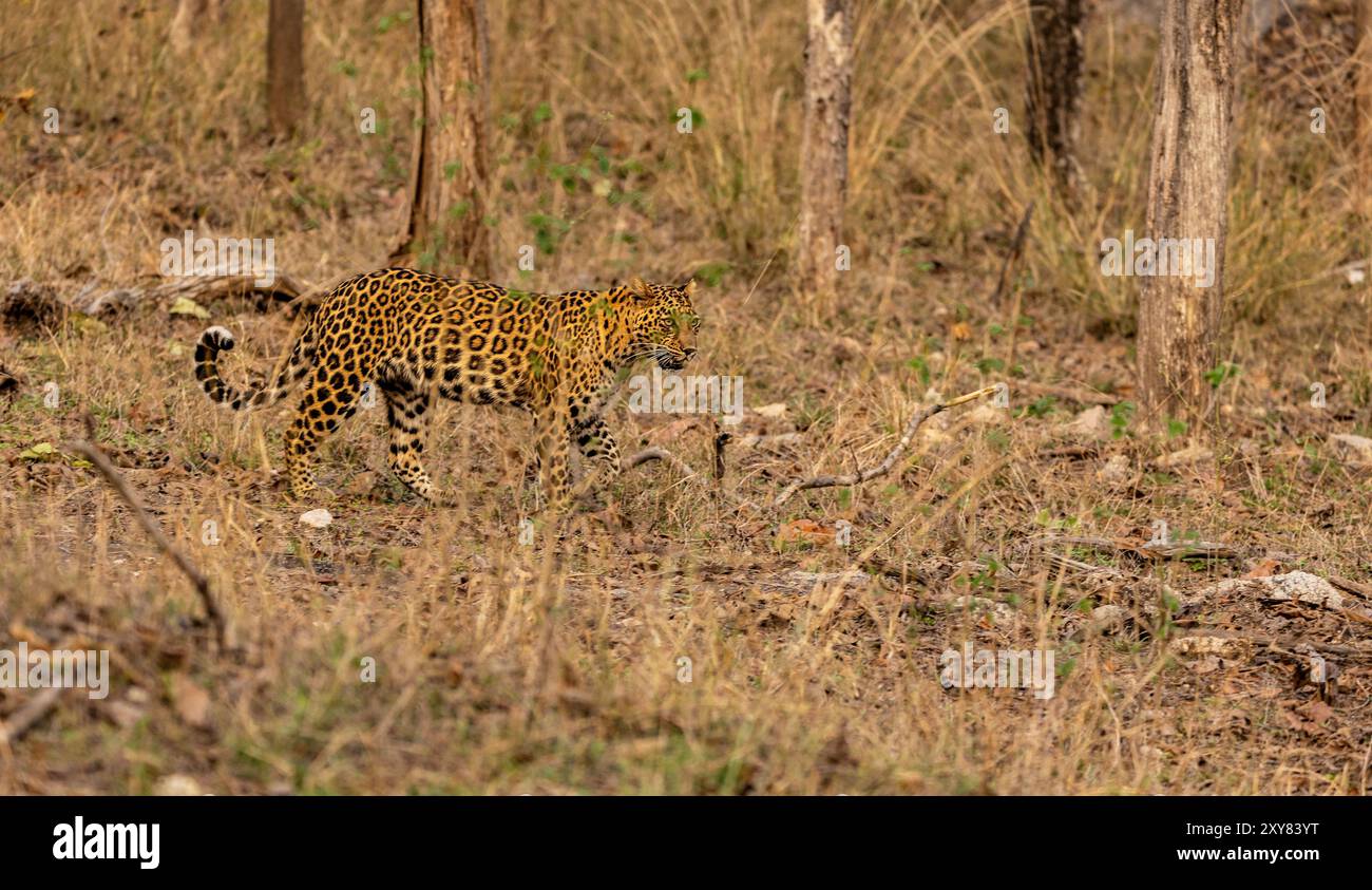 Indian Leopard standing looking at prey in Tadoba National Park, India ...