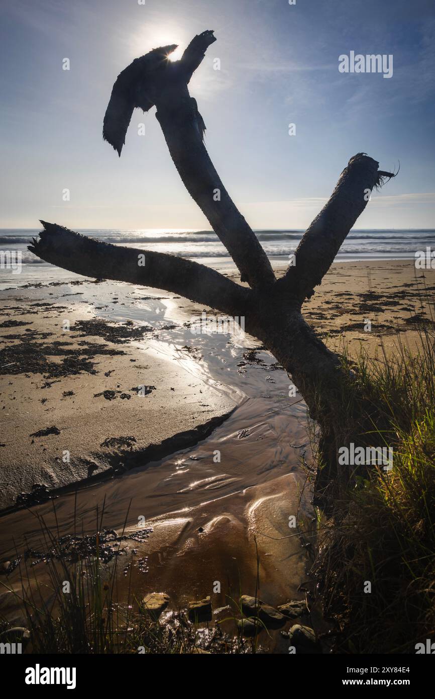 tree stump and creek through sand to ocean on beach at minnie water on ...