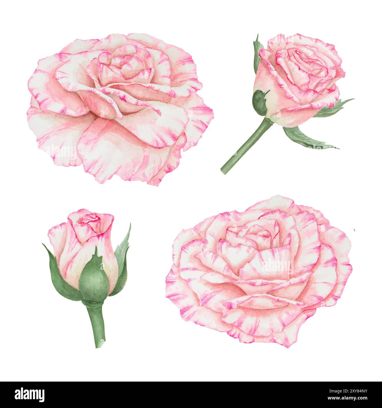 Light pink rose collection. Watercolor botanical illustrations. Hand ...