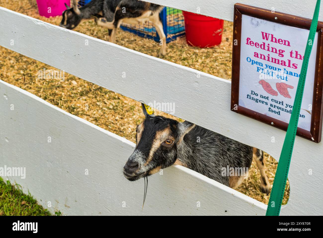Feeding the Goats Stock Photo - Alamy