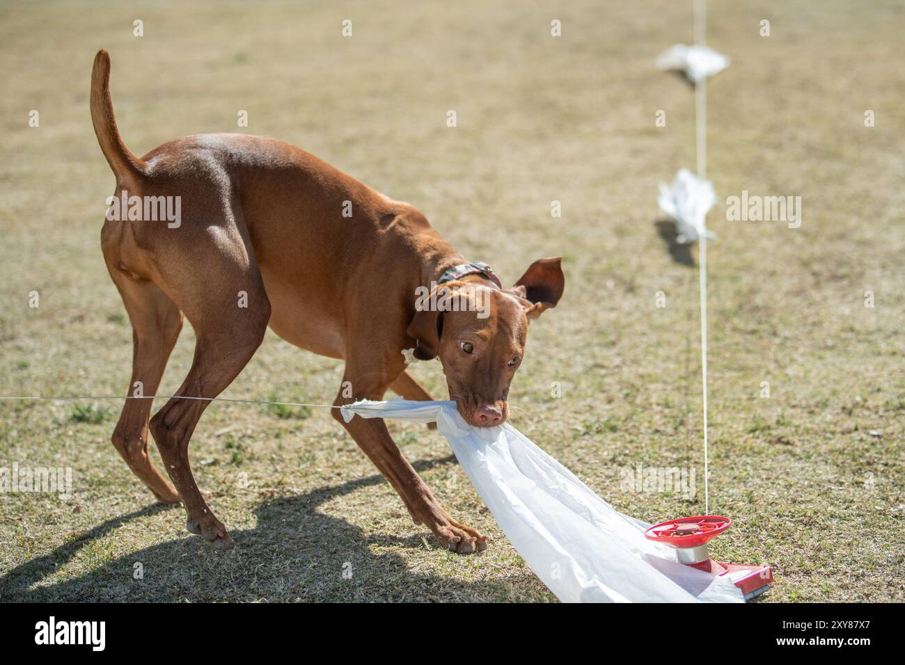 Fastcat cat fast hi-res stock photography and images - Alamy